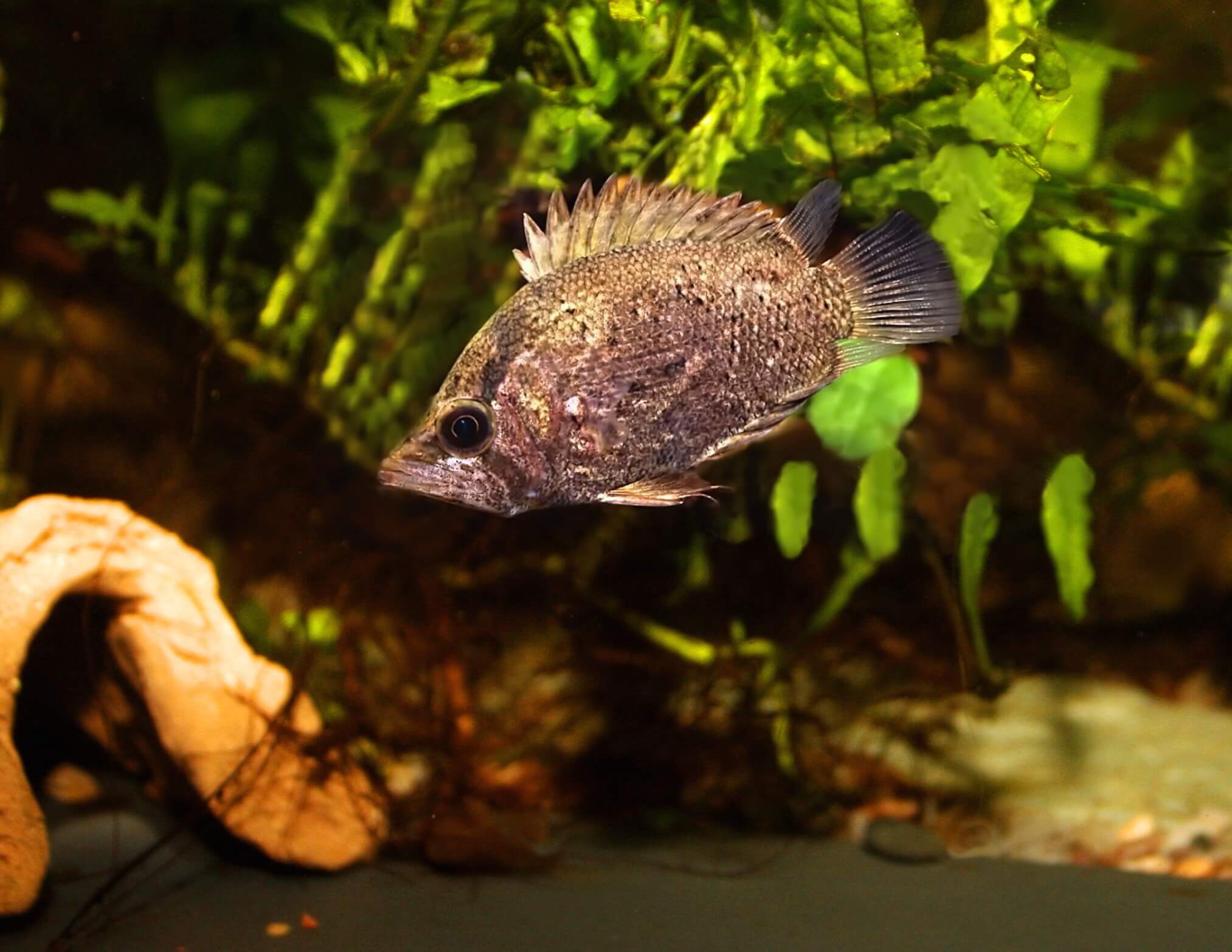 Nandidae (Nandidae) - predators in the aquarium | ForAquarist.com