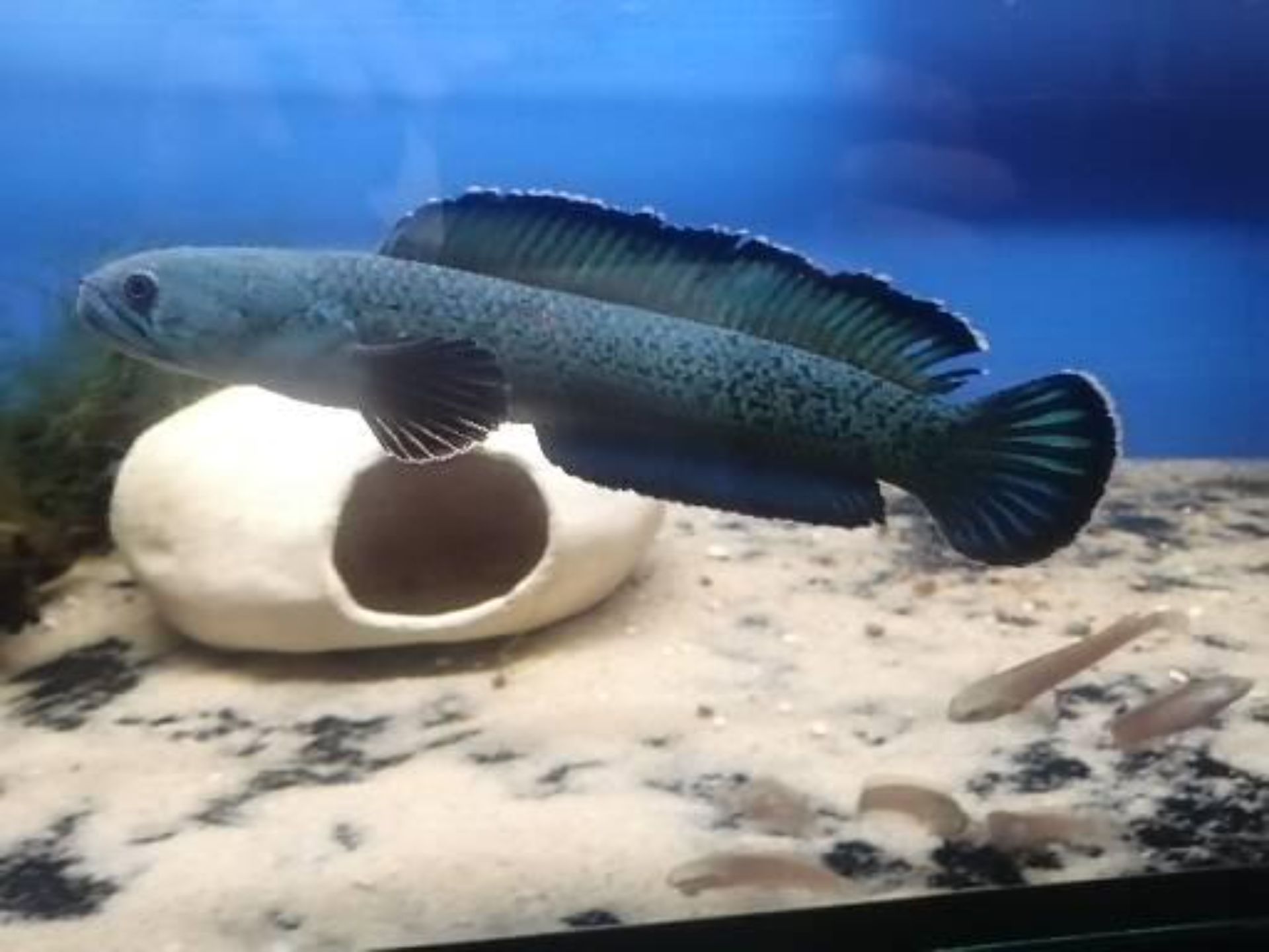 Channa aristonei "red mosaic" | ForAquarist.com