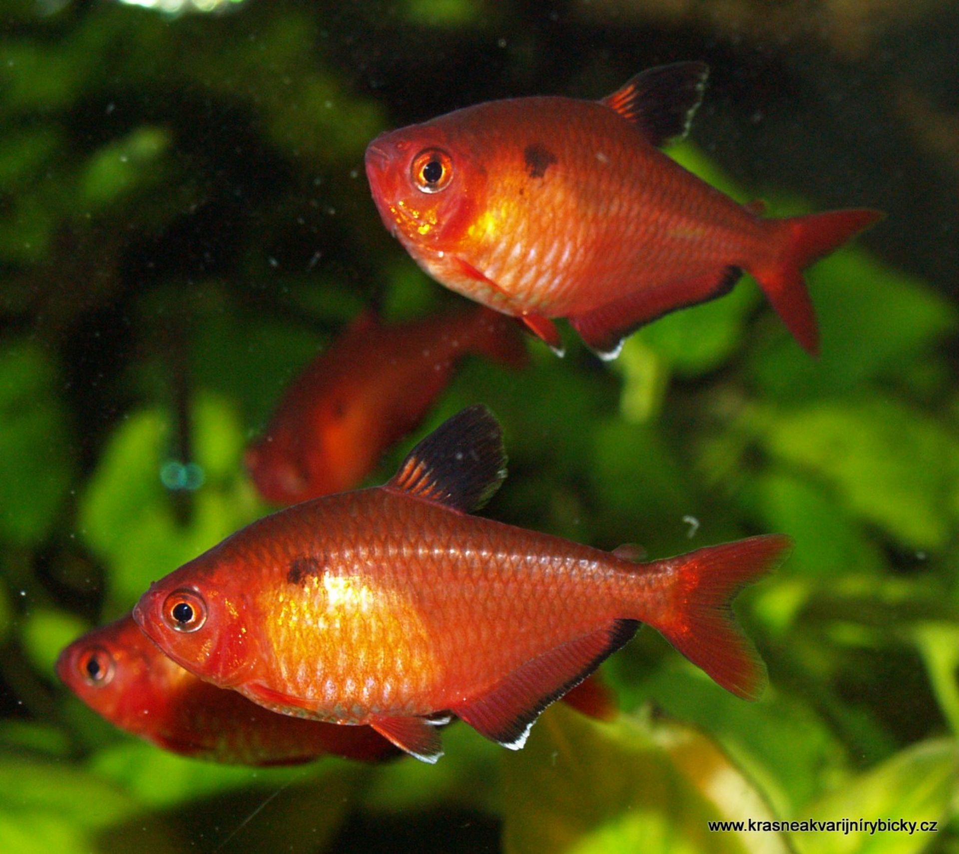 Krásné akvarijní rybičky | ForAquarist.com