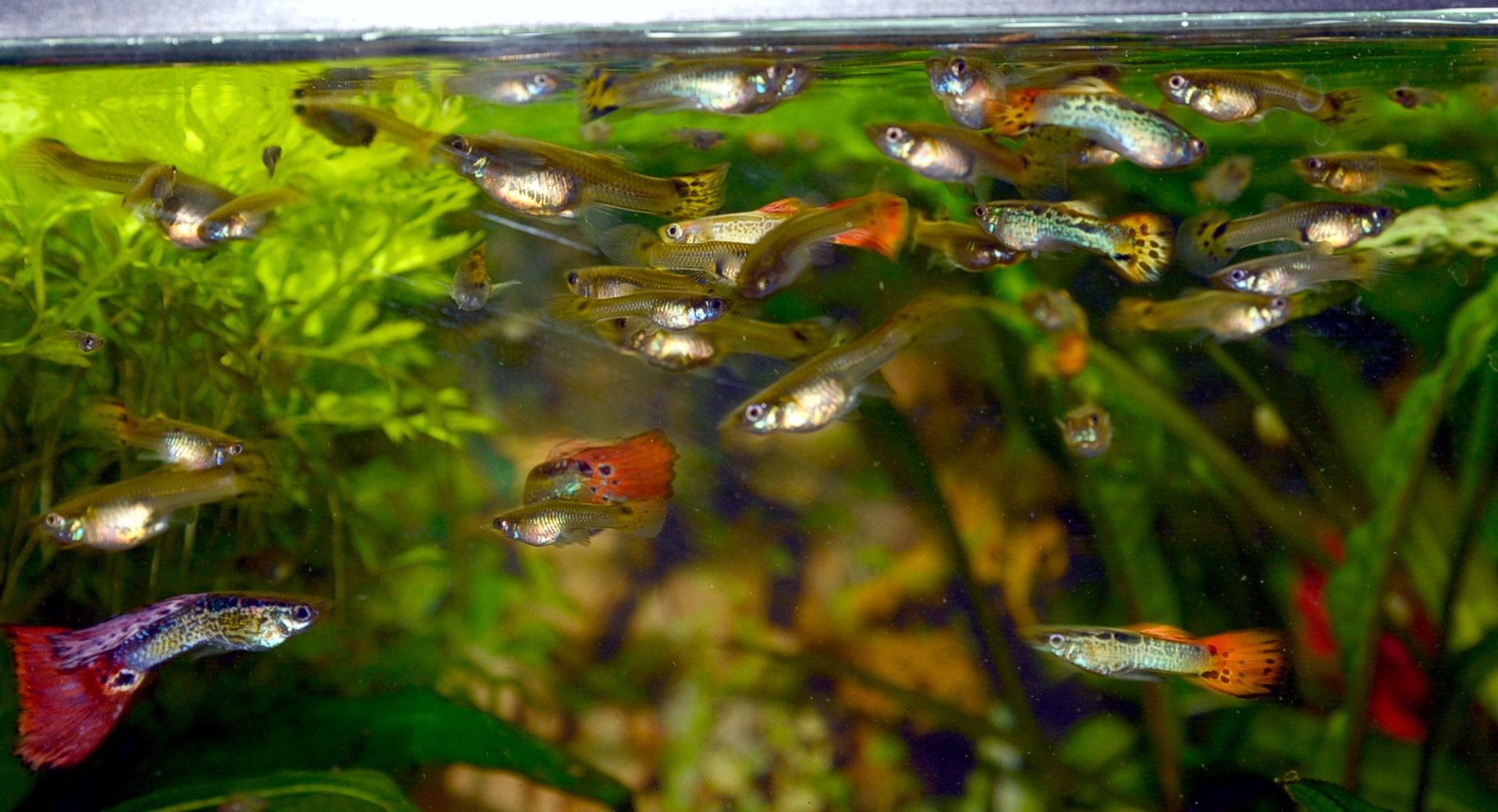 Živorodka duhová (Gupka) | ForAquarist.com