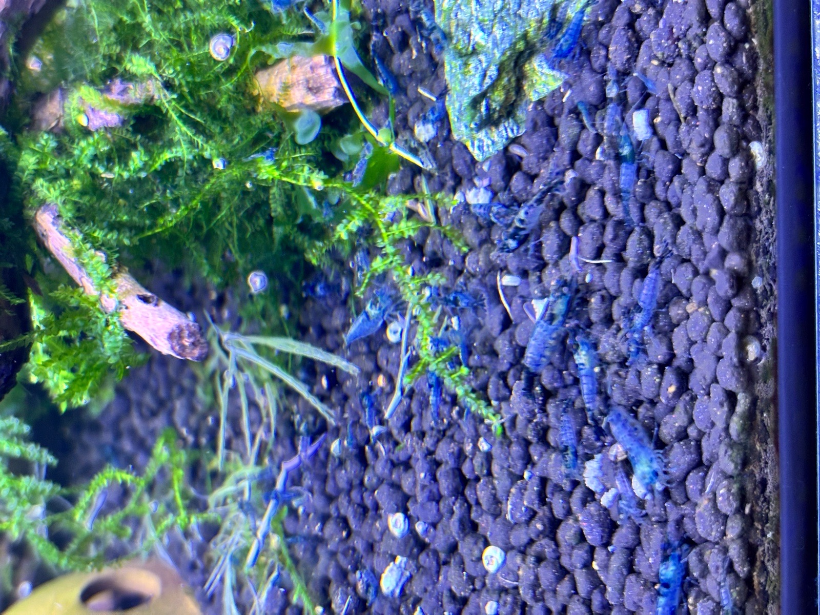 Neocaridina Blue Carbon Rili | ForAquarist.com