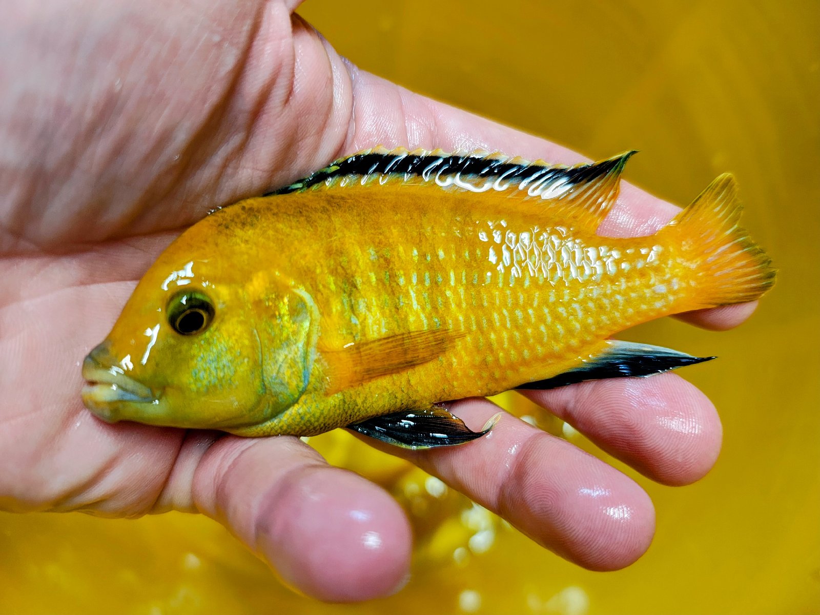 Malawi ... Labidochromis Yellow 10 pieces 11-14 cm | ForAquarist.com
