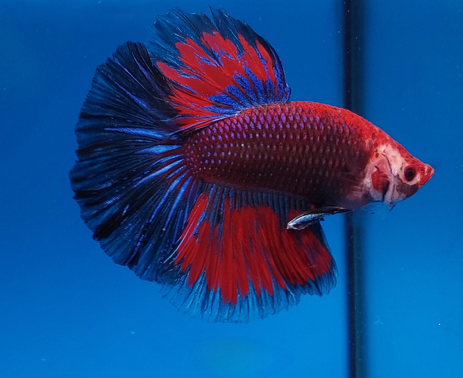Bojovnice- Betta splendens | ForAquarist.com