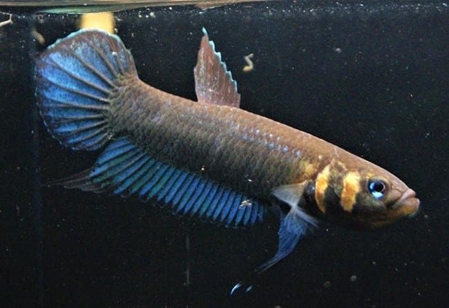 Betta Mandor F1 | ForAquarist.com