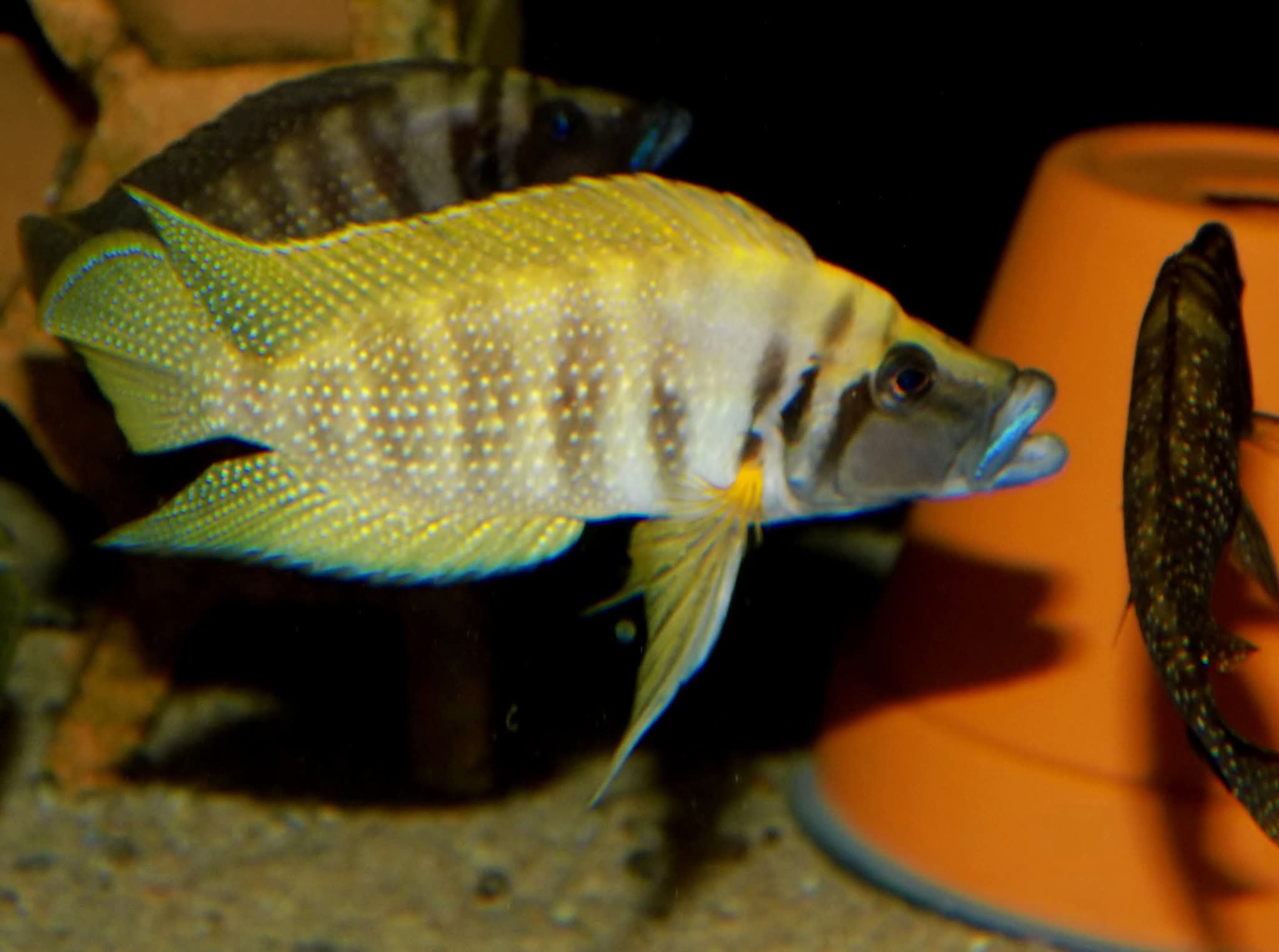 Altolamprologus calvus Yellow | ForAquarist.com