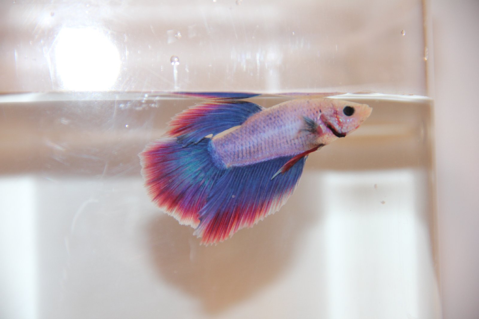 Betta splendens bojovnice pestrá | ForAquarist.com