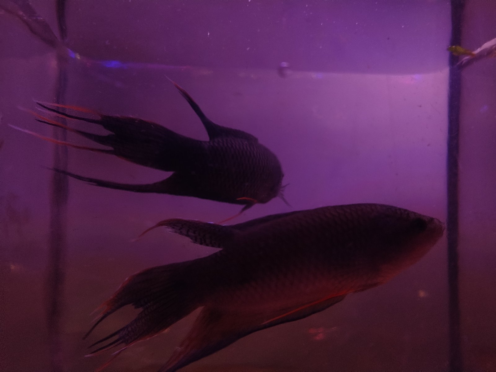 Macropodus spetchi.Rájovec černy | ForAquarist.com