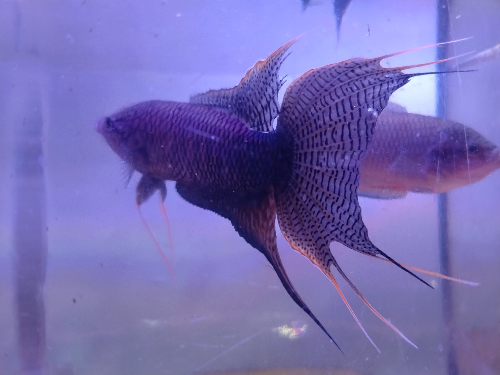 Macropodus spetchi. Rájovec černý | ForAquarist.com