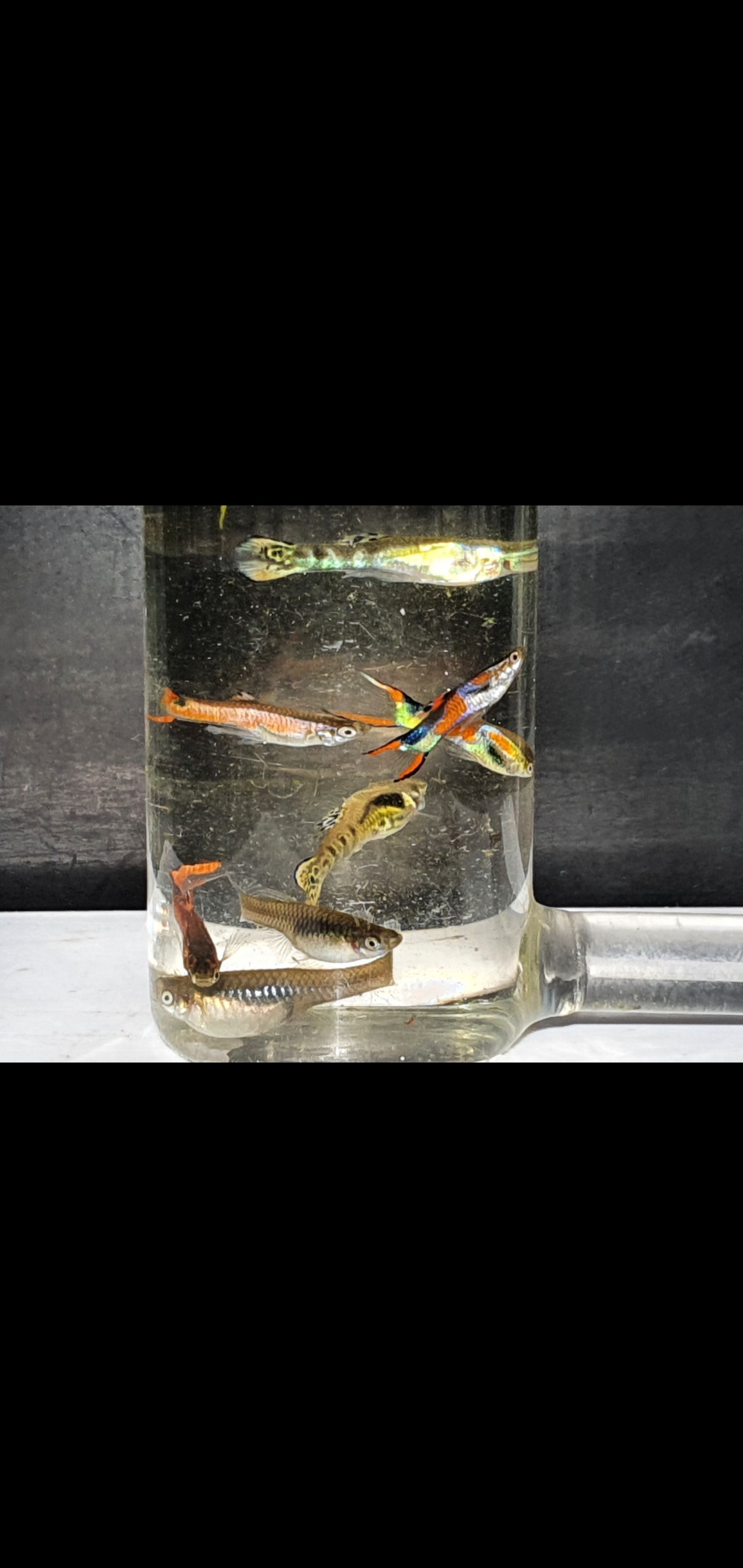Endlers | ForAquarist.com